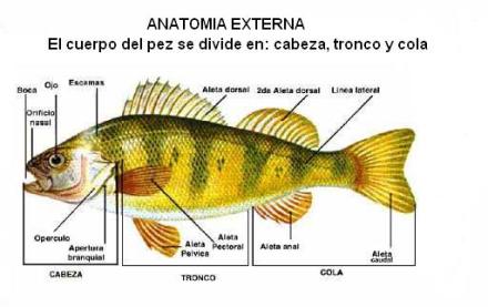 EL DESARROLLO DEL PEZ CEBRA: octubre 2012