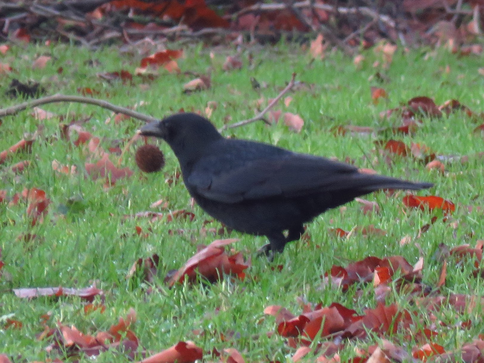 The Rattling Crow: Carrion Crows feeding on Plane Tree fruits