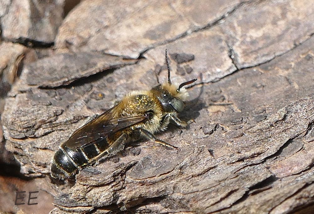 Mallorca es así también: Insectos de primavera en el jardín