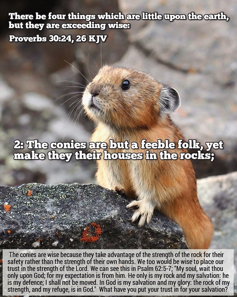 preachbrotherbob: Ants, Conies, Locusts, And Spiders