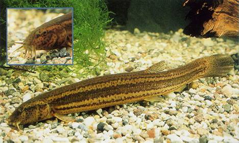 Prettier dojo loaches? : r/Aquariums