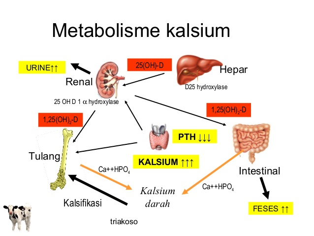 Keperawatan Sistem Muskuloskeletal: Oktober 2015