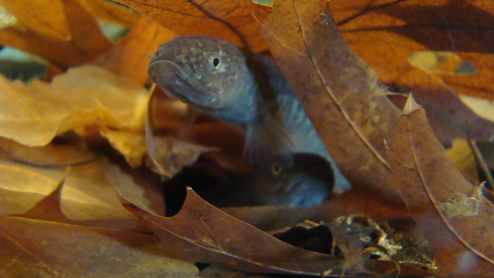Te Awa - The River: Hungry, hungry mudfish