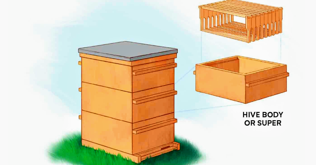 Types Of Beehives Pros & Cons | The Ultimate Guide