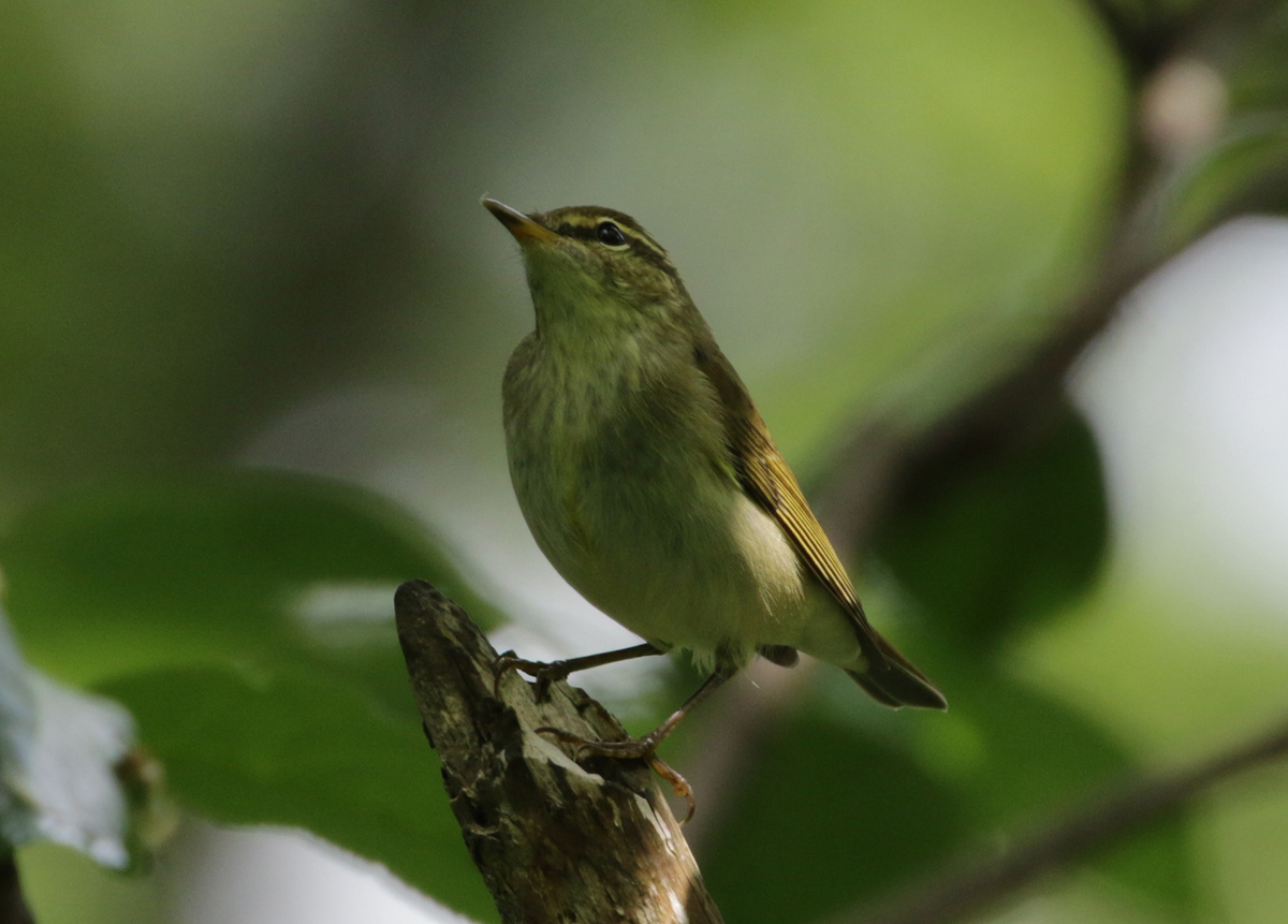 BIRDING - Kyoto, Kansai and Japan: Kamchatka Leaf Warbler