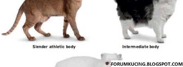 Cara Mengenal Bentuk Badan Kucing - KUCING INDO