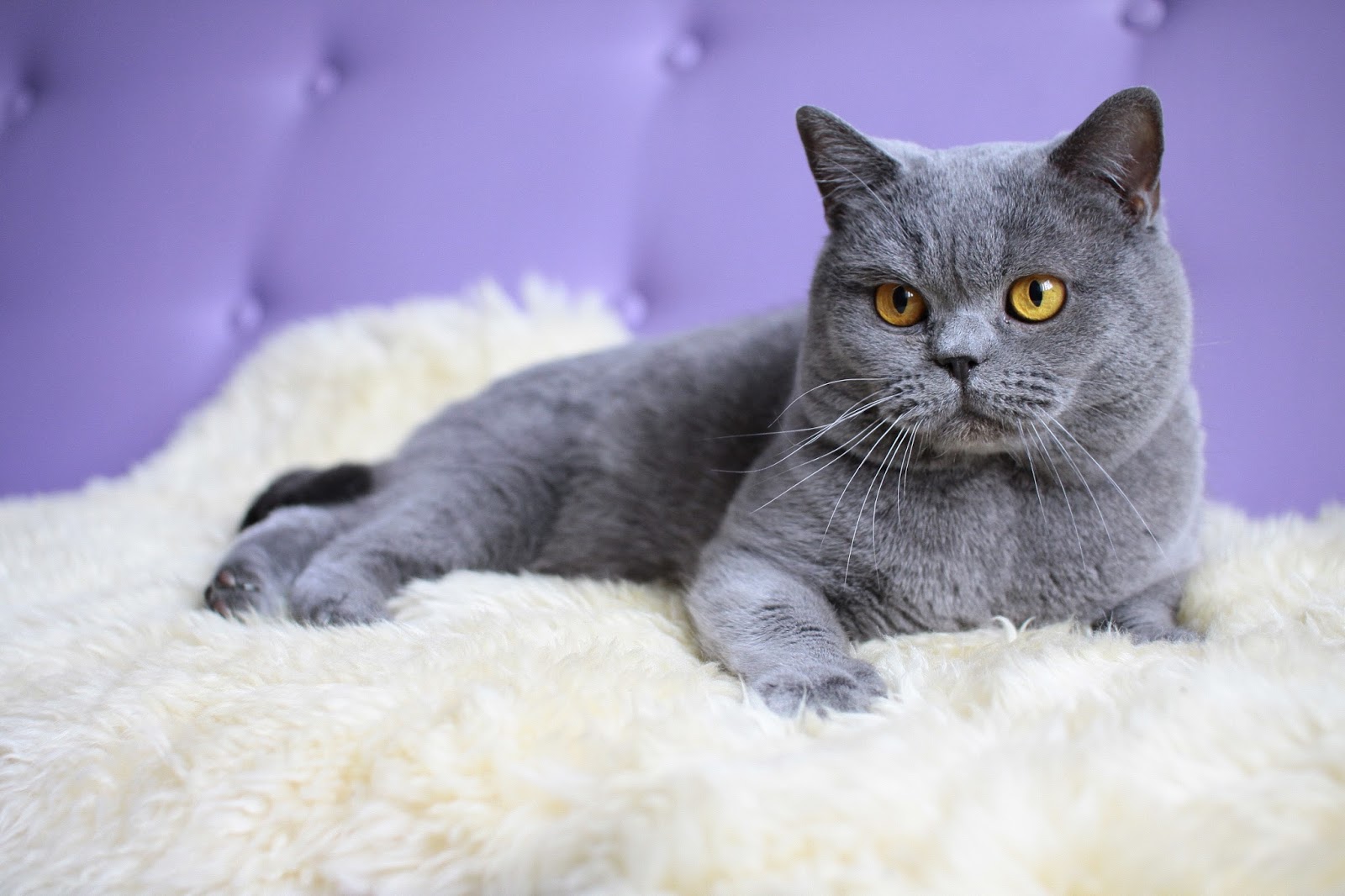 British Shorthair Cat Free Photos