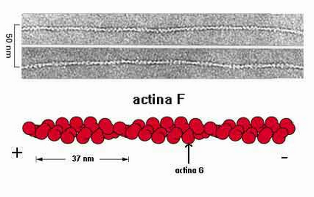 Actinas; Actina-alfa; Actina-beta; Actina-gamma; Actina-F; Actina-G