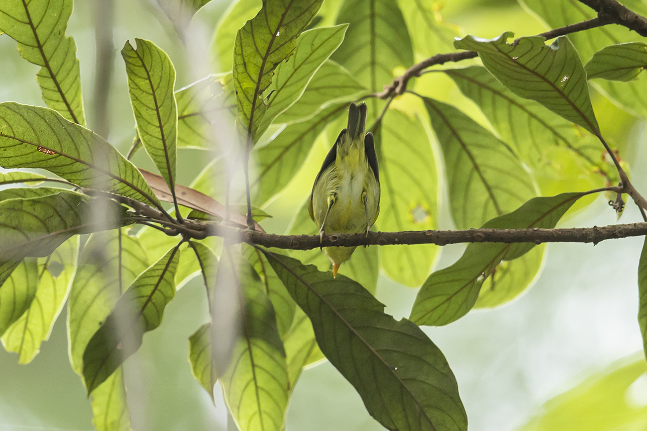 As The Crow Flies - a Hong Kong Birding Blog: 2020