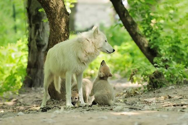 Baby Arctic Wolf With Mom