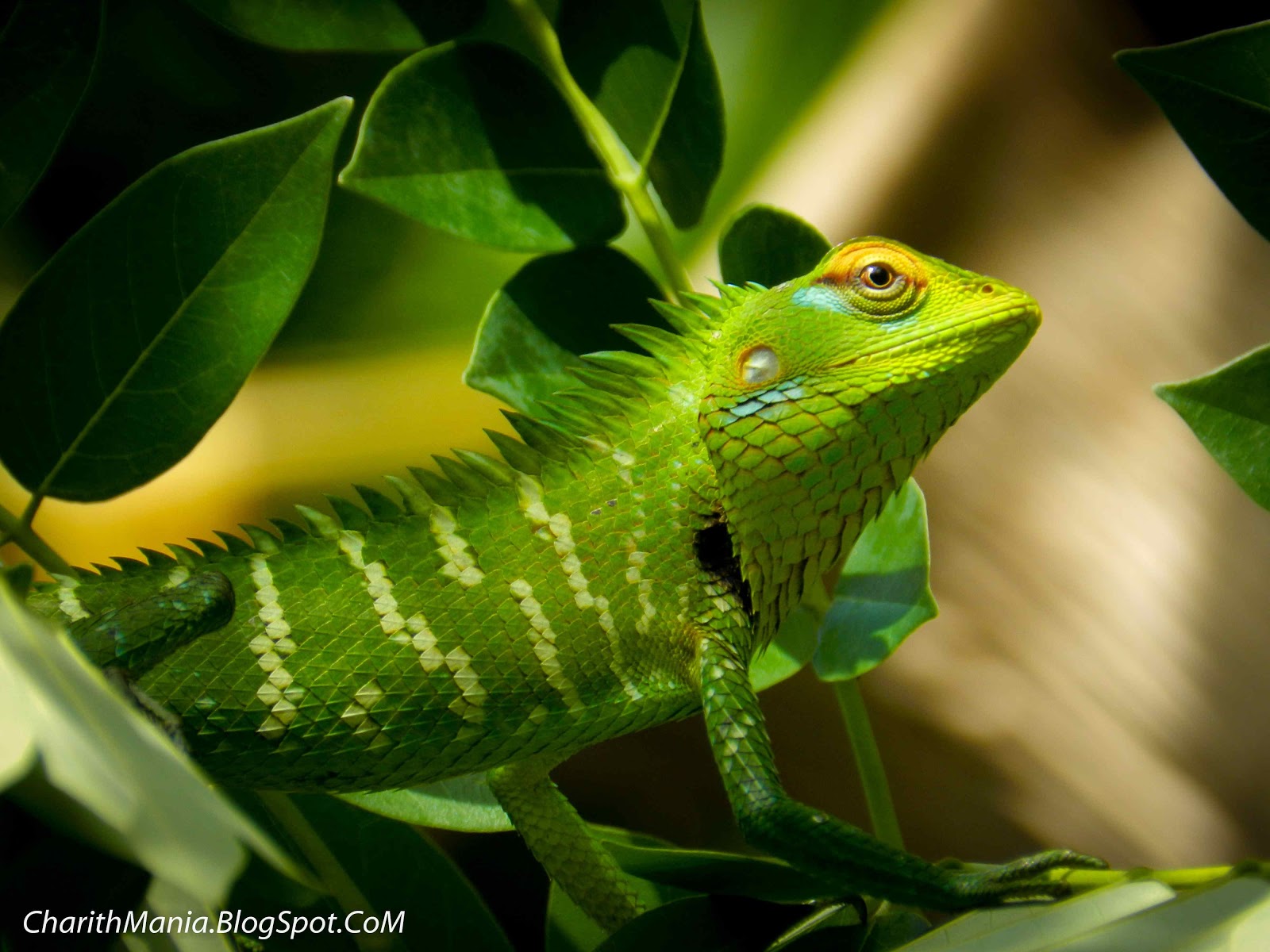 CharithMania: Garden Lizard ( Katussa ) Sri Lanka