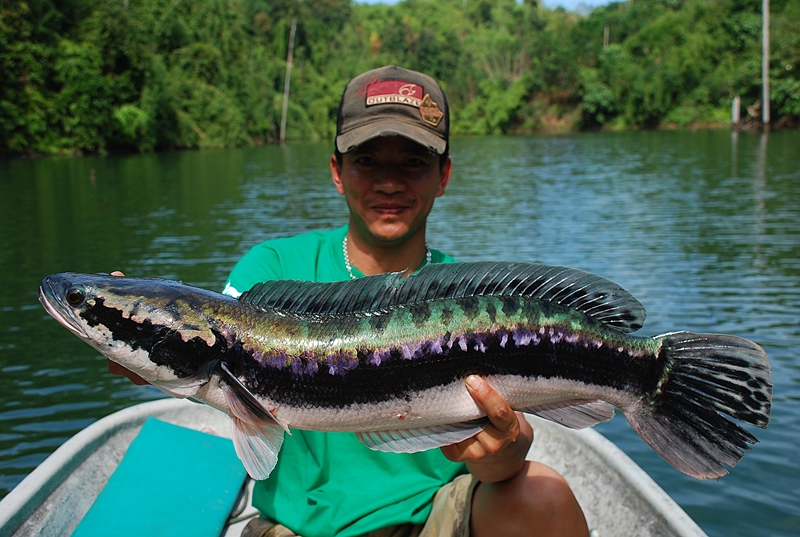 ANGLING WORLD 魔魚釣界: Toman Fishing in Malaysia