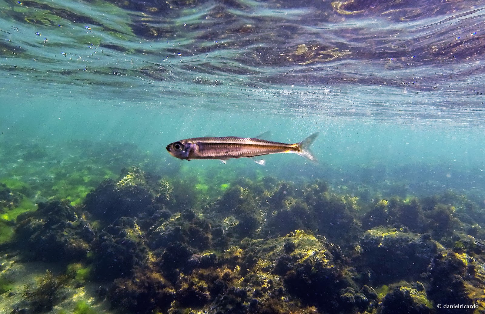 spainroolsz: Boquerón