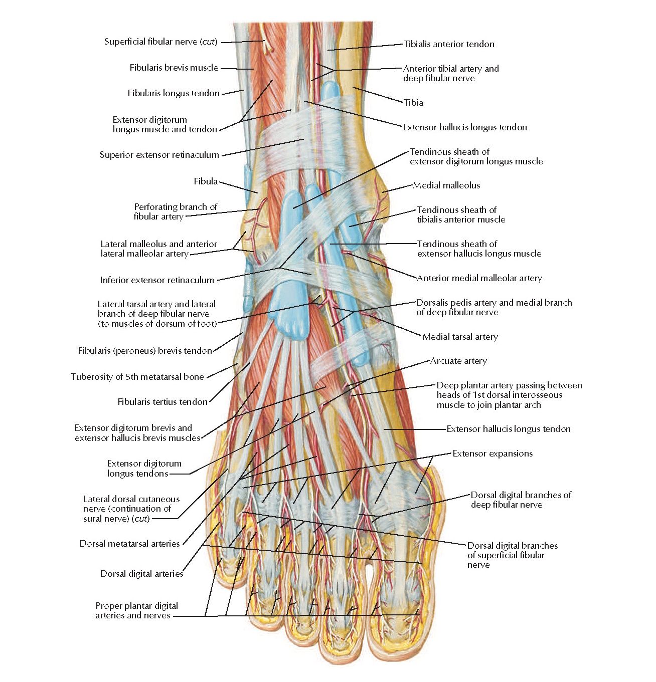 Muscles of Dorsum of Foot: Superficial Dissection Anatomy - pediagenosis