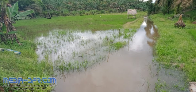 Belasan Hektar Sawah terendam banjir di desa Pematang kabau