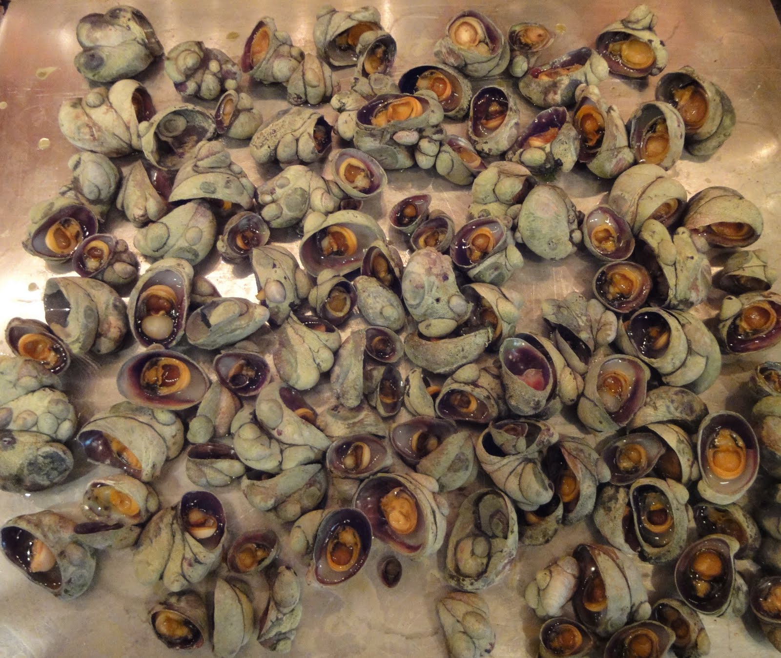 Rhode Island is my Oyster: UGLY FOOD YOU CAN EAT: SLIPPER SHELLS