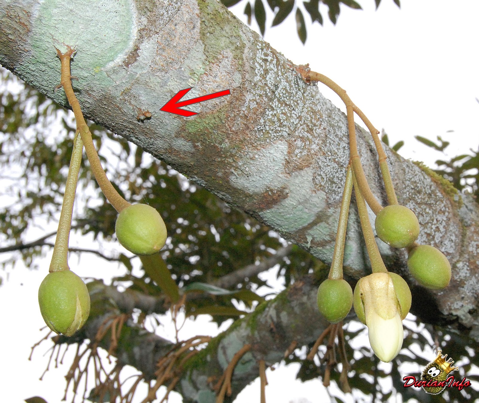 Durian Info: Botany of The Common Durian