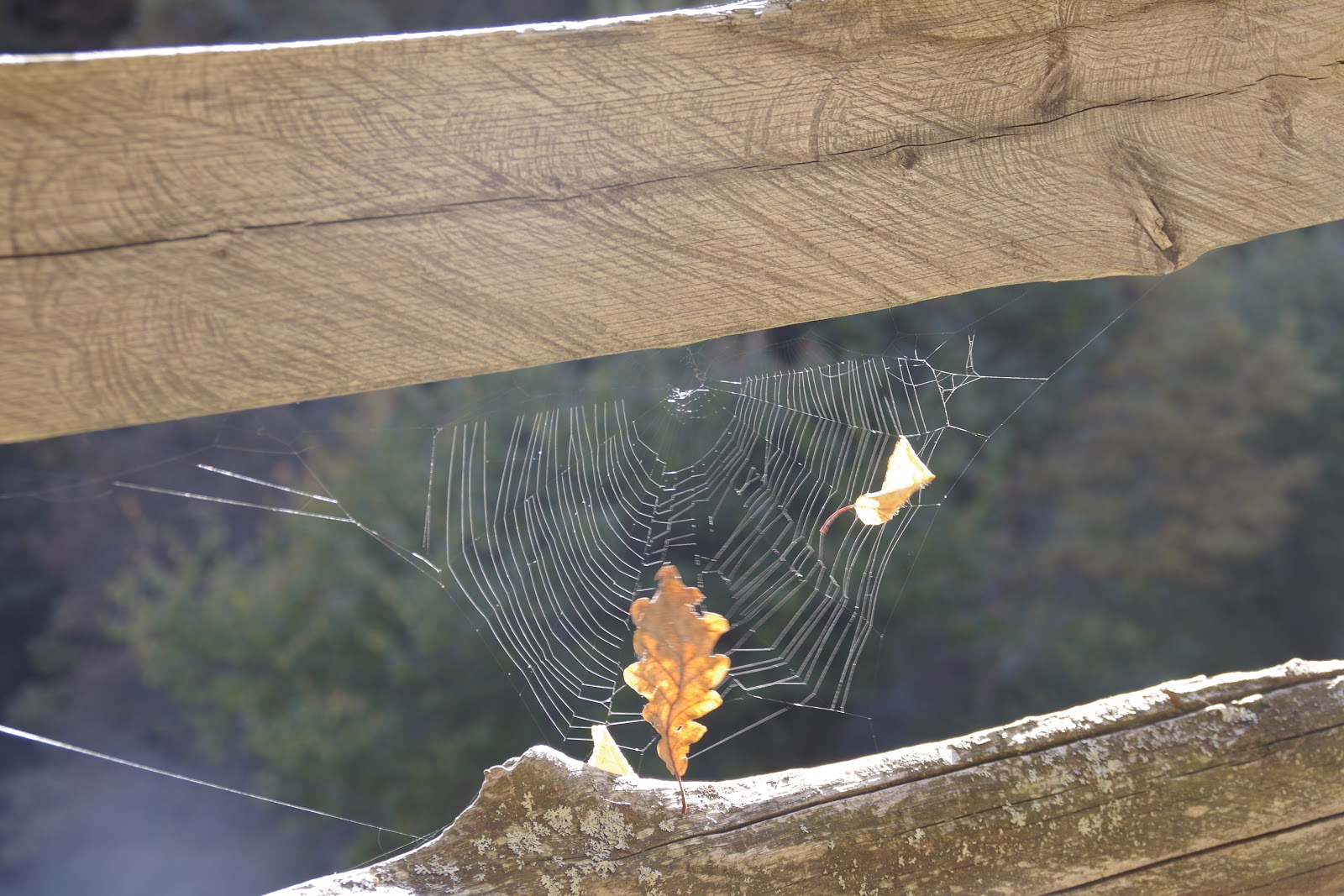 A lo bouzo: Belerda-Majada del Gavilán [Caso]