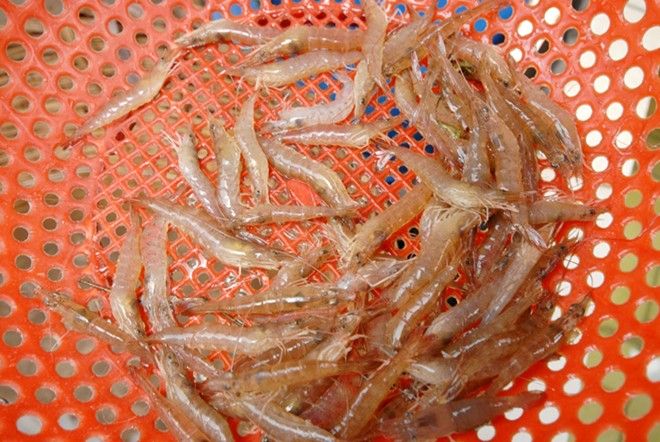 Tép bạc miền Tây Nam Bộ ~ Du Lịch Bốn Phương