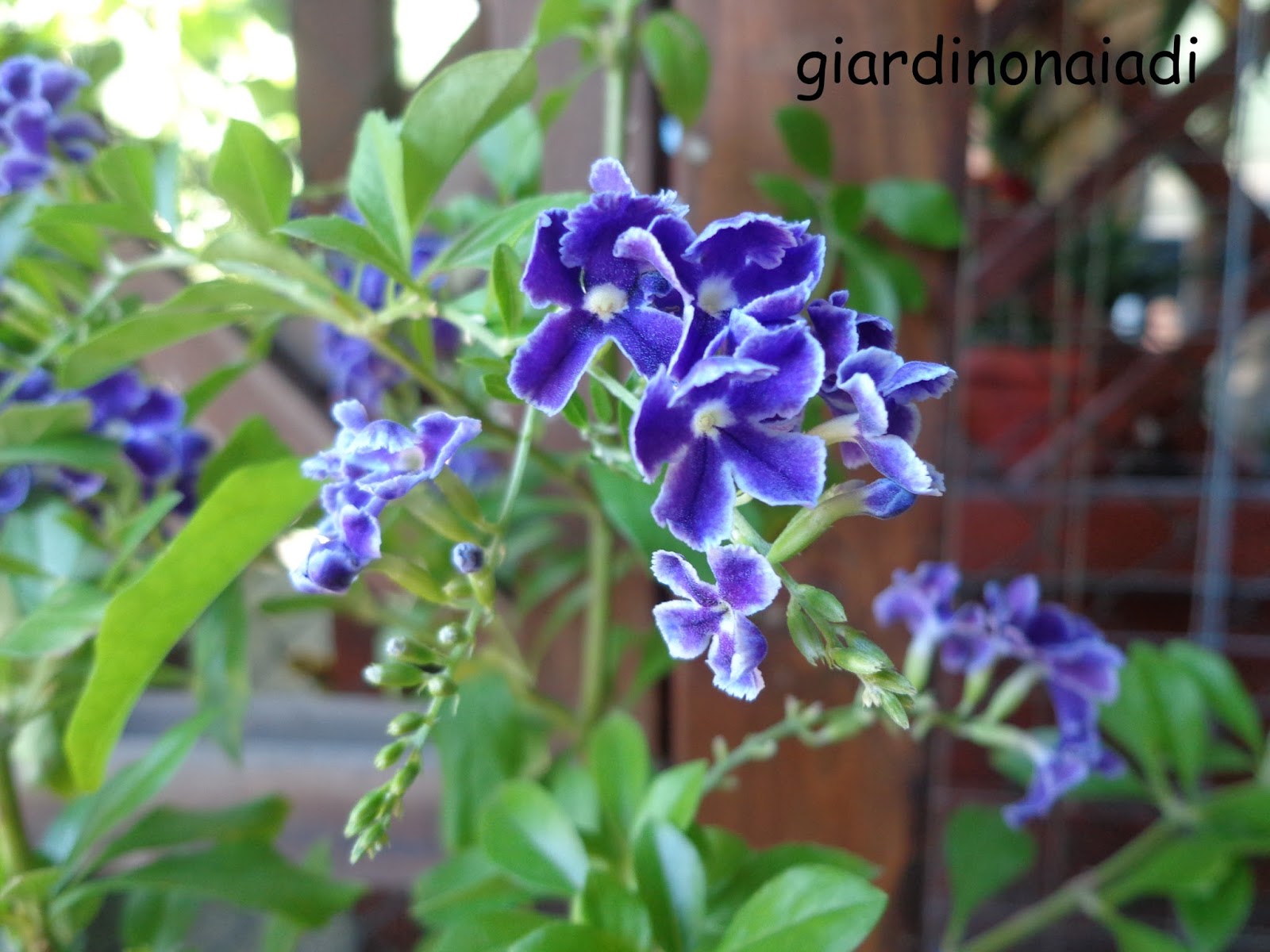 Il giardino delle Naiadi: DURANTA ELLISIA, UNA NOVITA' DAL SUD AMERICA