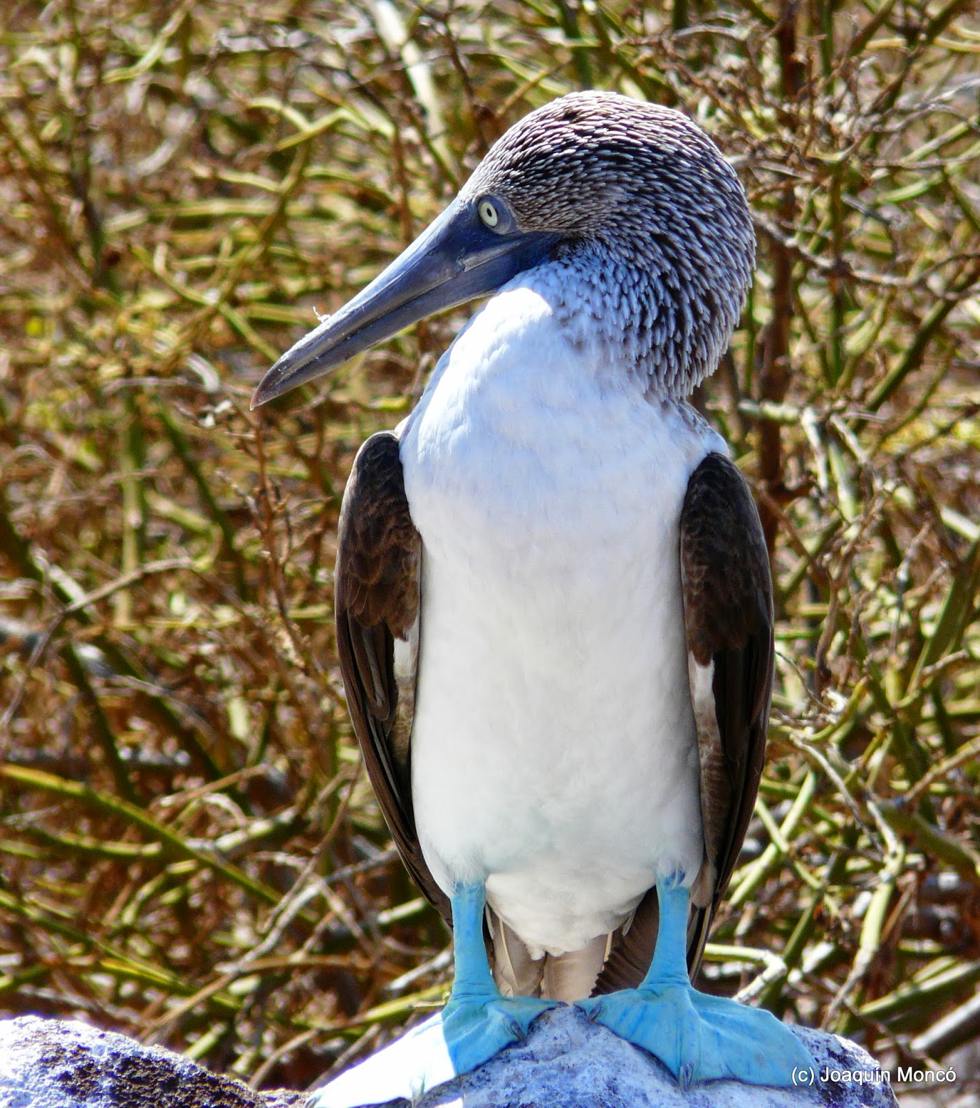 Rumbo a las Pribilof: PATAS AZULES (ISLAS GALÁPAGOS, ECUADOR)