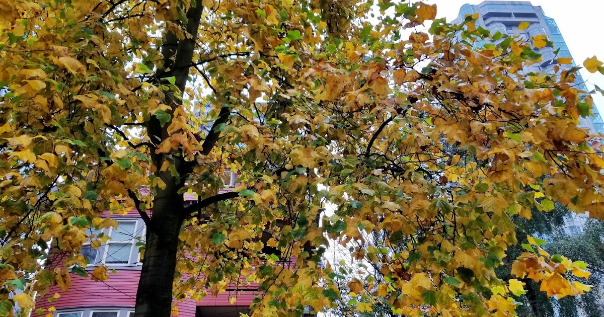 Terjemahan Hati: Musim Luruh Di Vancouver, Kanada (November 2018)