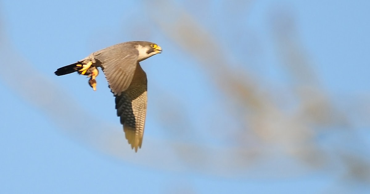 British Wildlife Photography: Peregrine Falcon