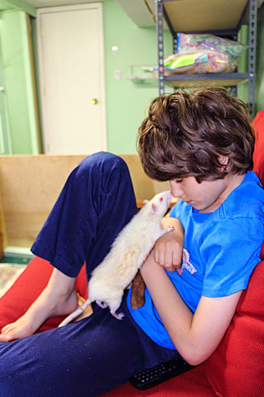 Ratropolis: The Rat Room - A Room Just For Rats!