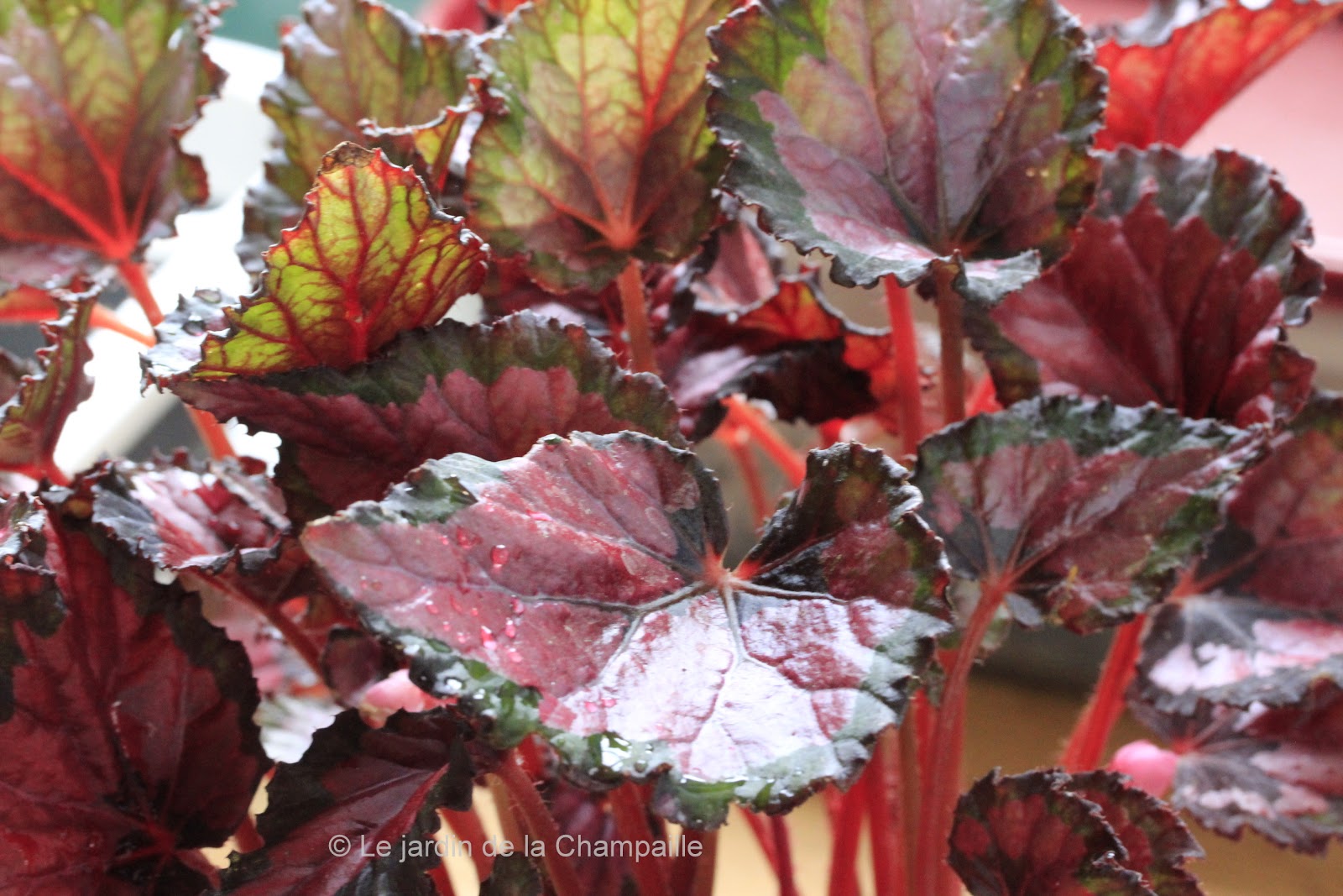 Le jardin de la Champaille: Begonia Blad Beleaf
