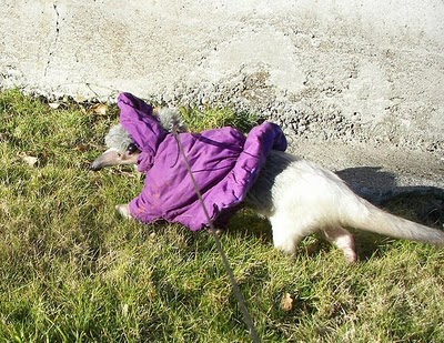 Latest Funny Pictures: Funny Anteaters