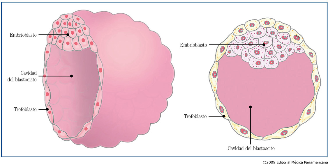 Embriología Buco-Dental.: enero 2012