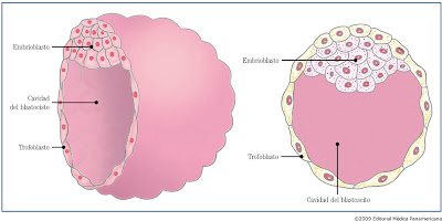 Embriología Buco-Dental.: Embriología General Humana