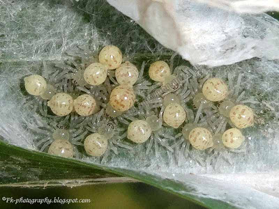 Spiderlings | Nature, Cultural, and Travel Photography Blog