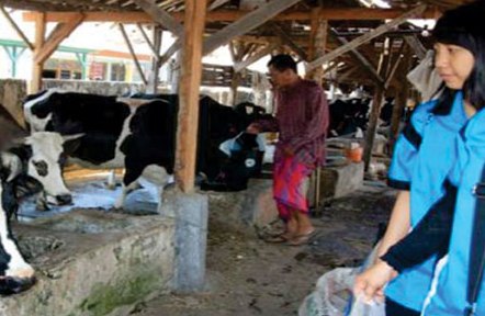 Budidaya Sapi Perah - DUNIA TANI