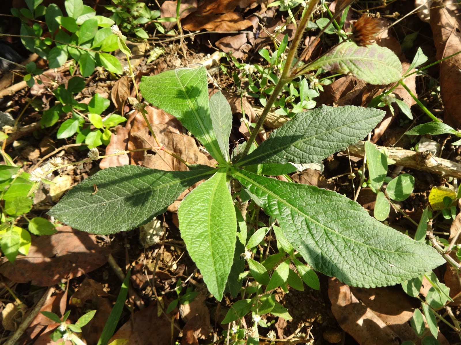 Herbs from Distant Lands: Elephantopus scaber, Elephantopus mollis ...