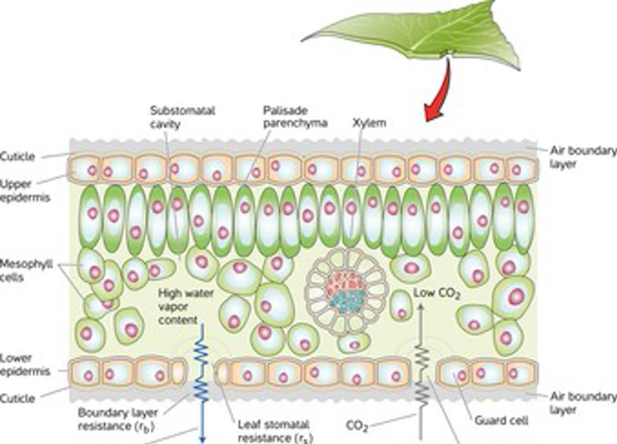 Xylem and phloem. biological structure scheme of inner vascular in ...