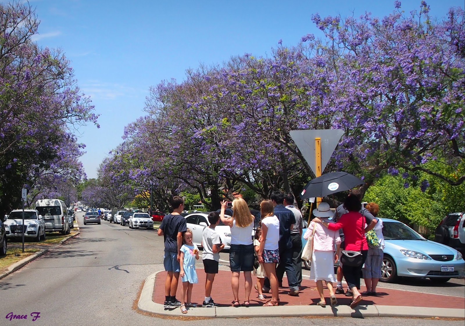 Perth Daily Photo : The Jacaranda Festival, a celebration of colour..