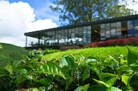 BOH TEA CENTRE | BOH ~ Ummph! Dikongsi Bersama