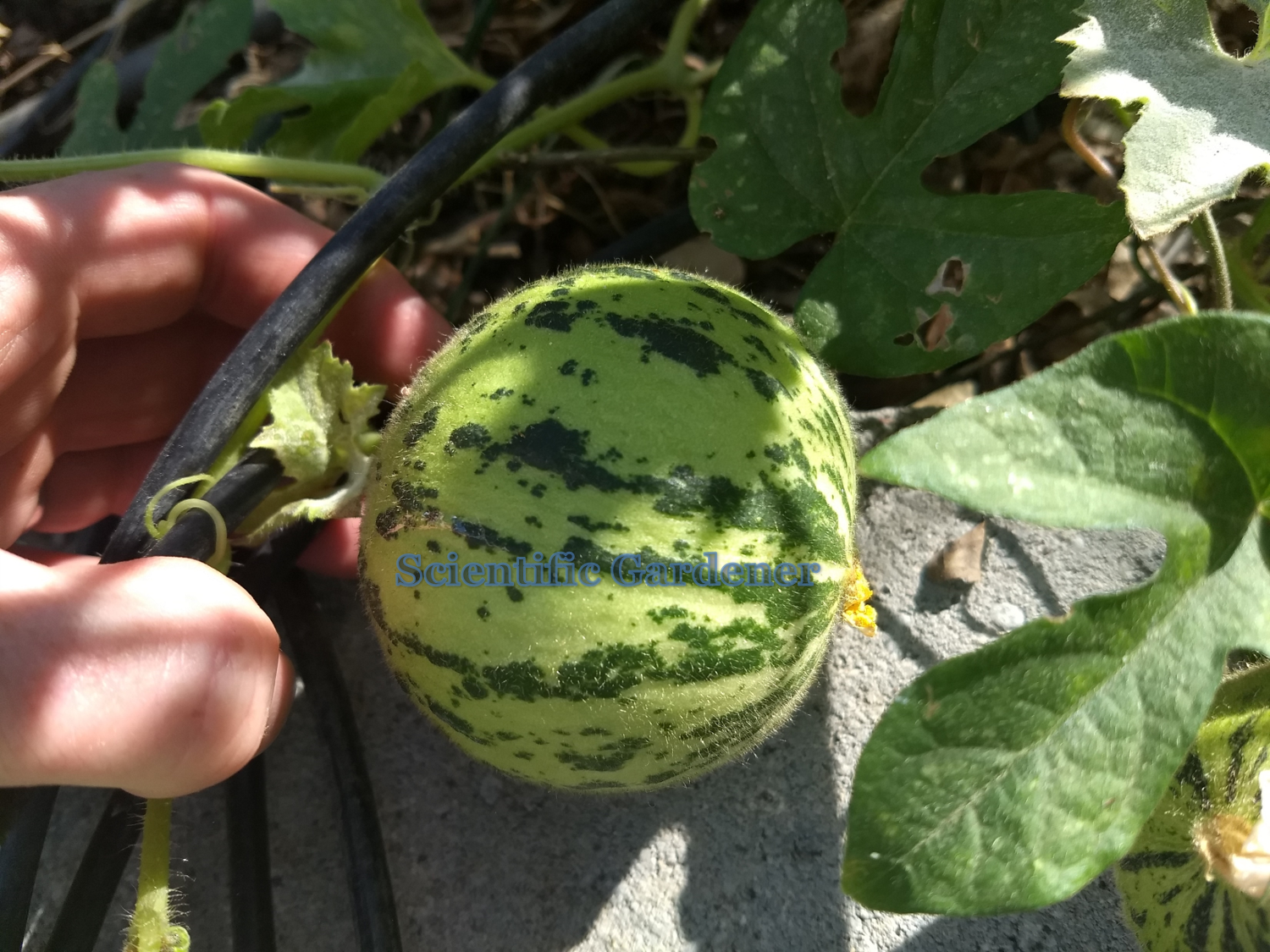 The Scientific Gardener: The Turkish Tursuluk Kelek in the Chicken Garden