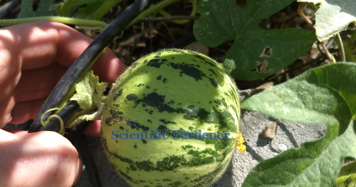 The Scientific Gardener: The Turkish Tursuluk Kelek in the Chicken Garden