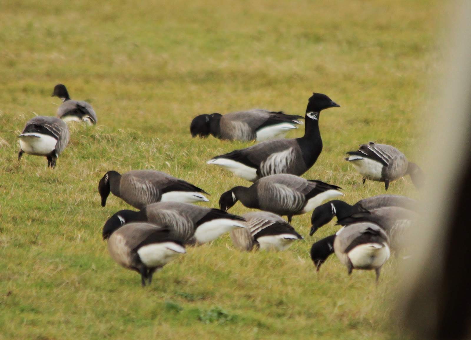 SCILLYSPIDER: ROSS'S and 2 BLACK BRANT GEESE