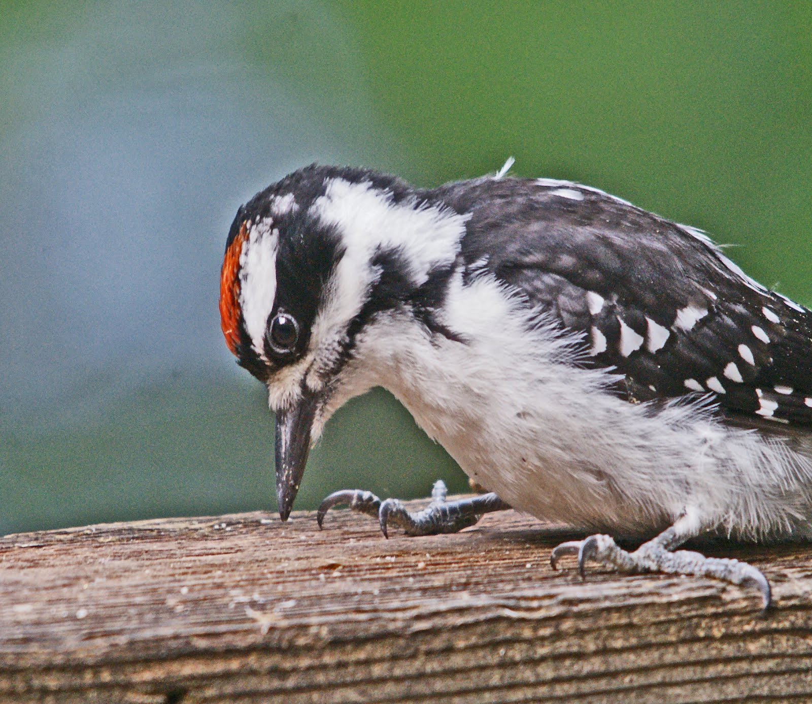 Nature Works Photography: Baby Hairy Woodpecker