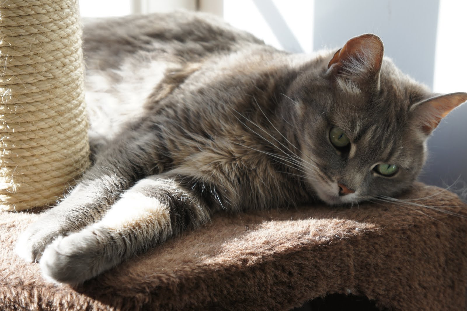 Karin kåserar: Lite kattbilder