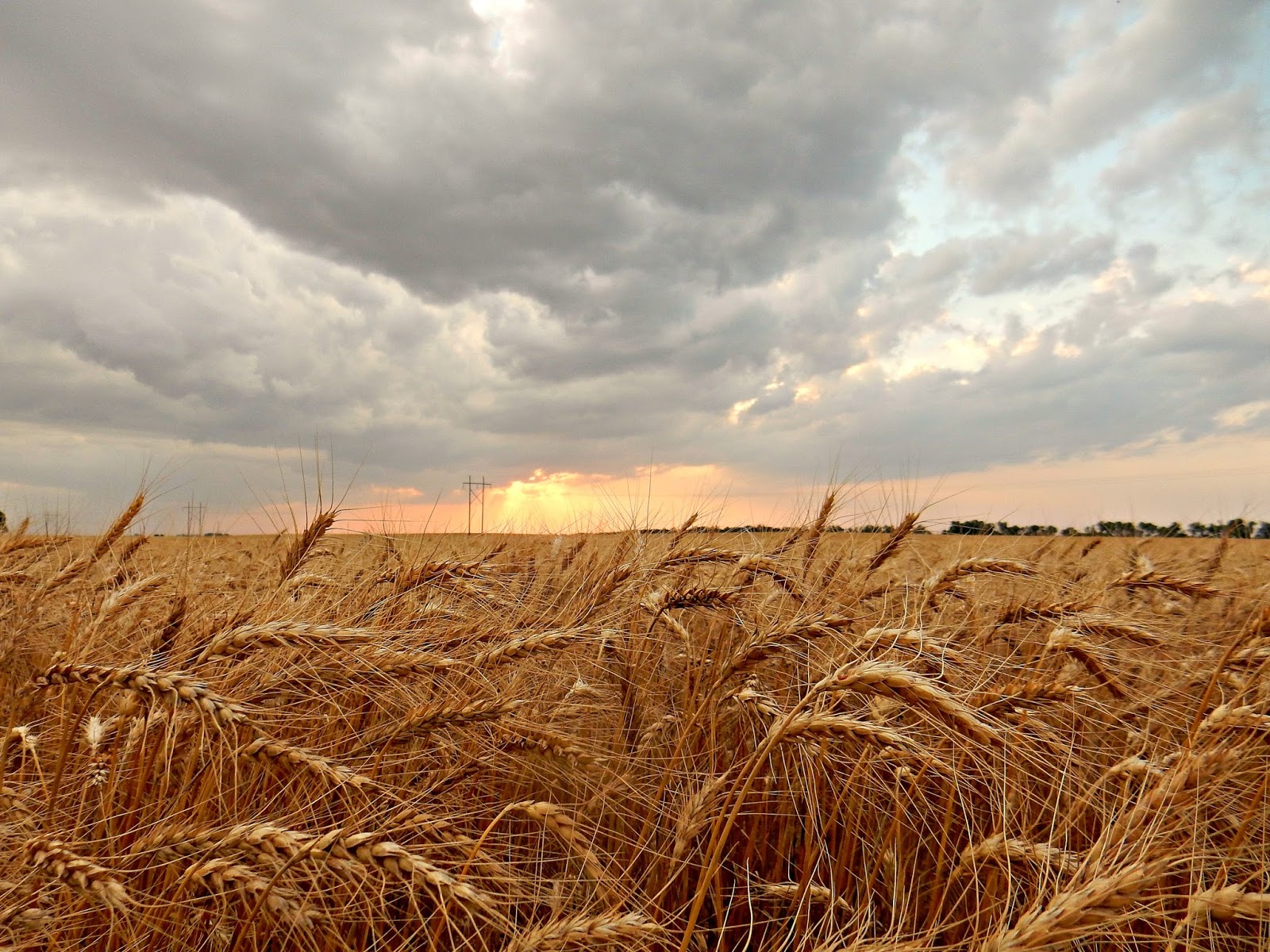 Kim's County Line: Picture Perfect Harvest Scenes