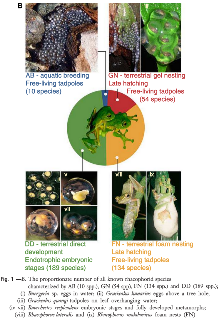 Species New to Science: [Herpetology • 2015] Patterns of Reproductive ...
