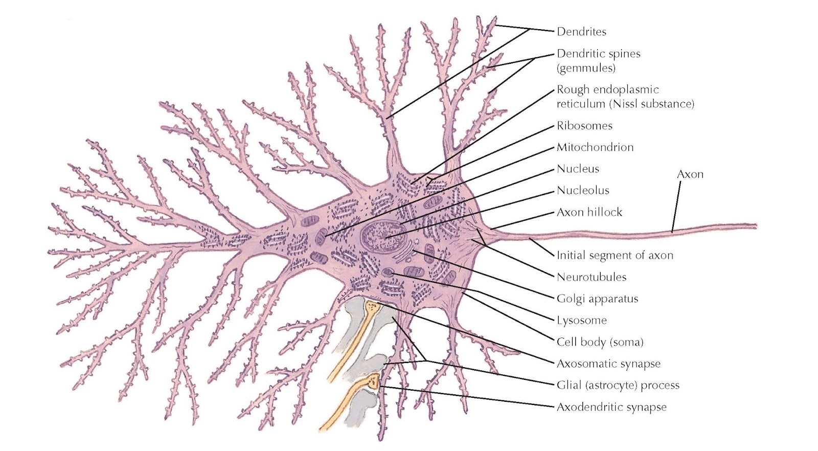 NEURONAL STRUCTURE - pediagenosis