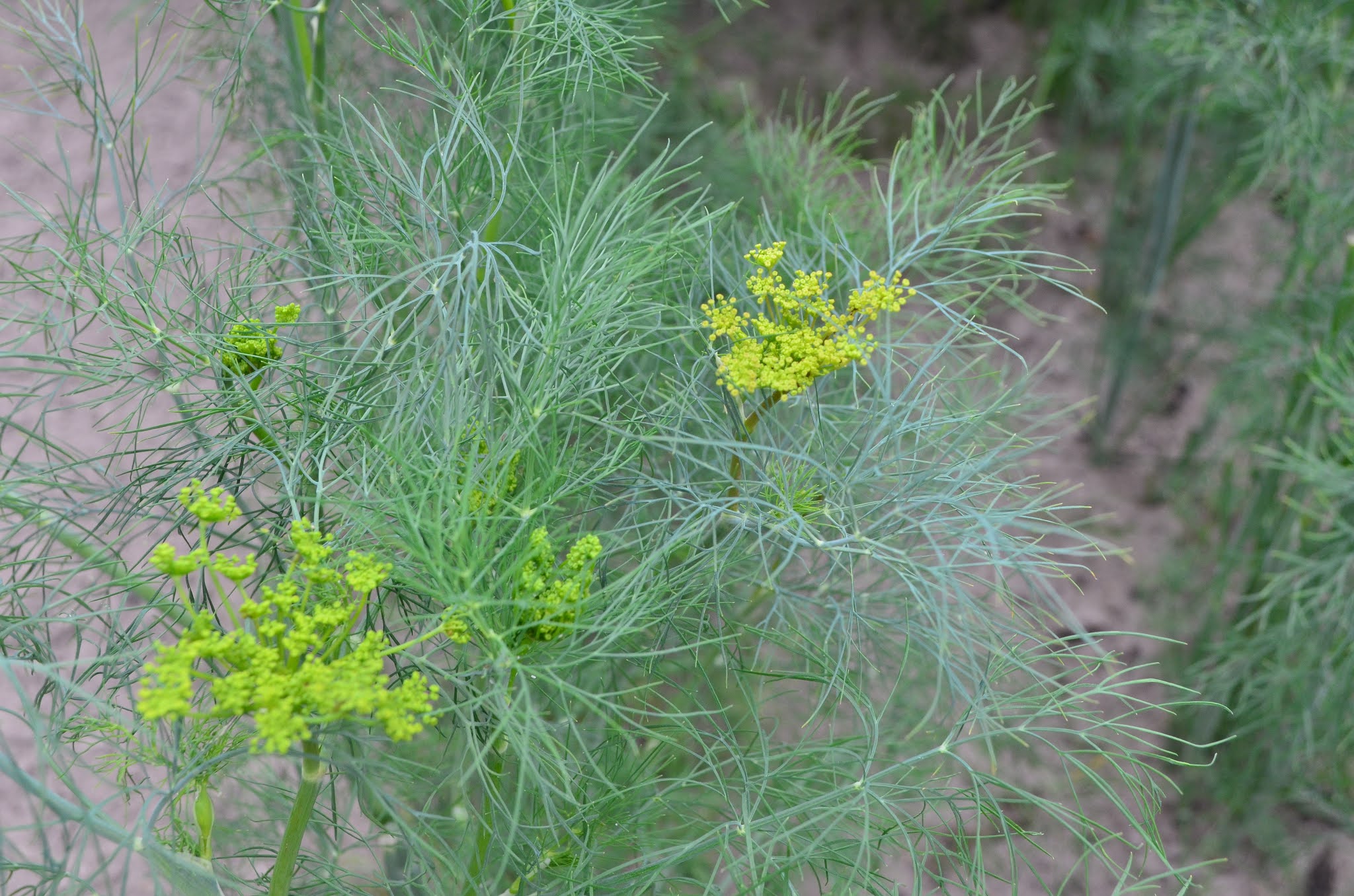 Koperek jak siać i dbać (Warzywa)