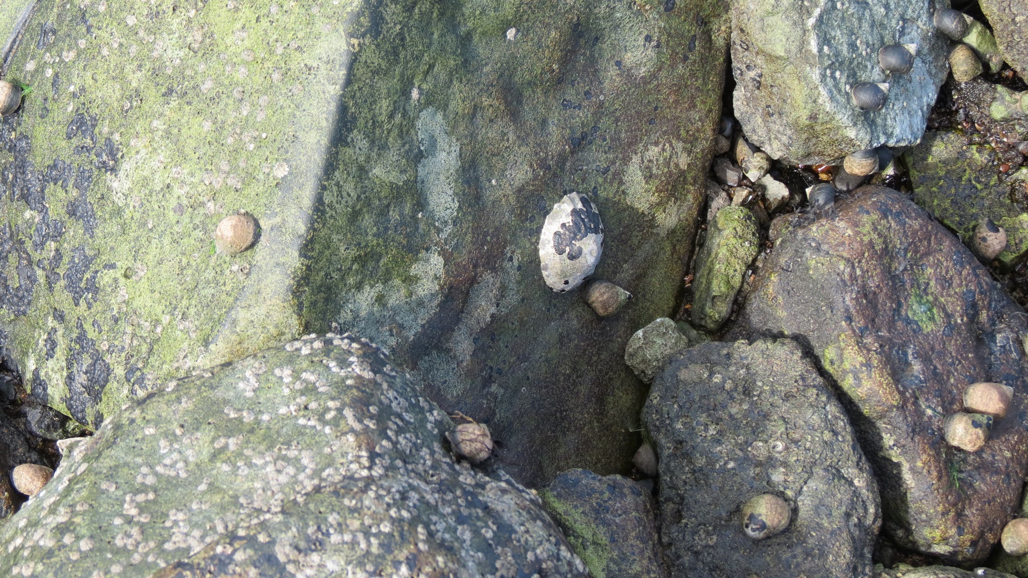 Colin’s Ramblings: Species Spotlight Challenge - Day 15 - Common (or ...