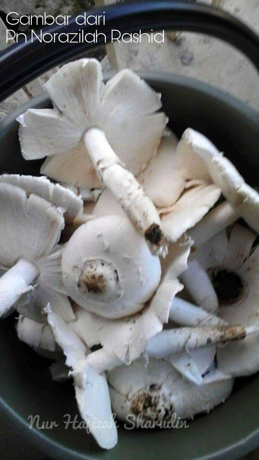 Nur Hafizah Sharudin's Blog: APA KAITAN CENDAWAN BUSUT (Termitomyces sp ...