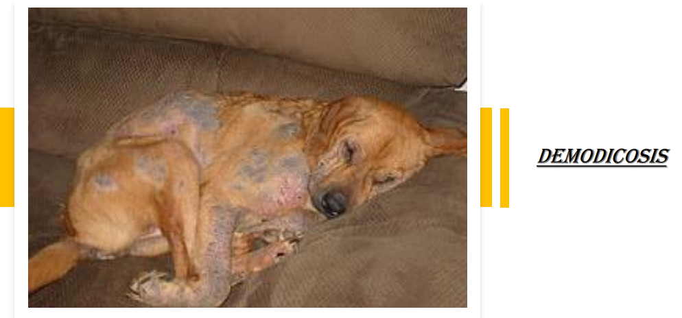 Demodicosis